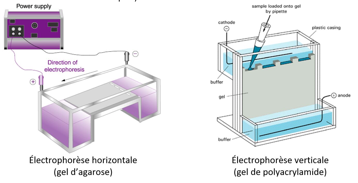 electrophorese
