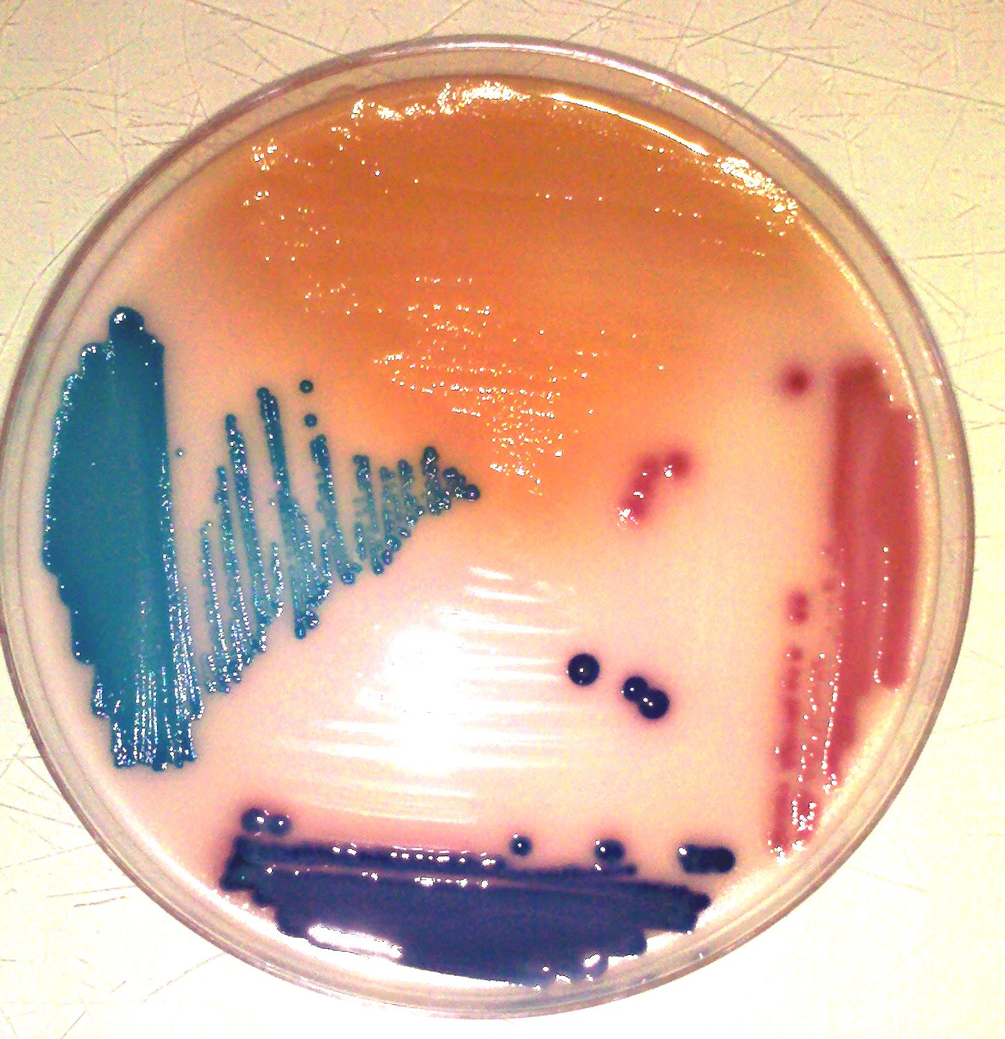 Biotechnologies au lycée